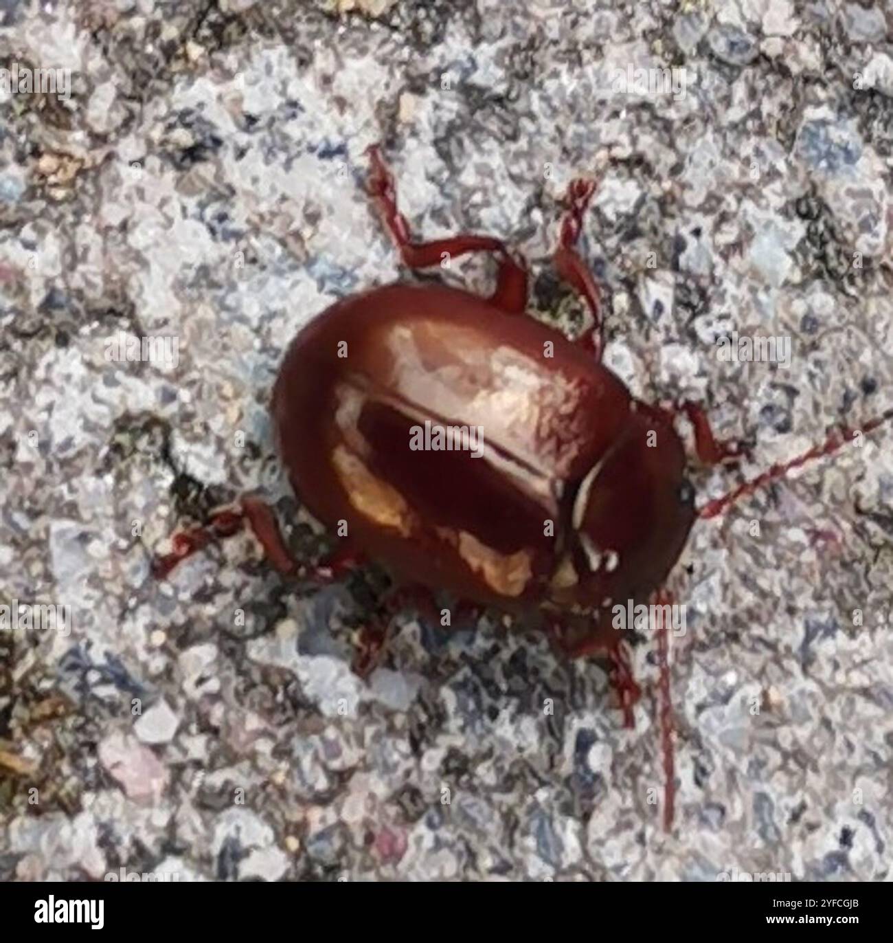 brown leaf beetle (Chrysolina staphylaea Stock Photo - Alamy
