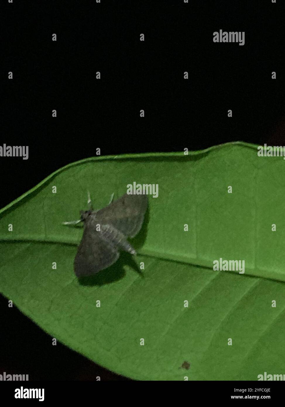 Herpetogramma hi-res stock photography and images - Alamy