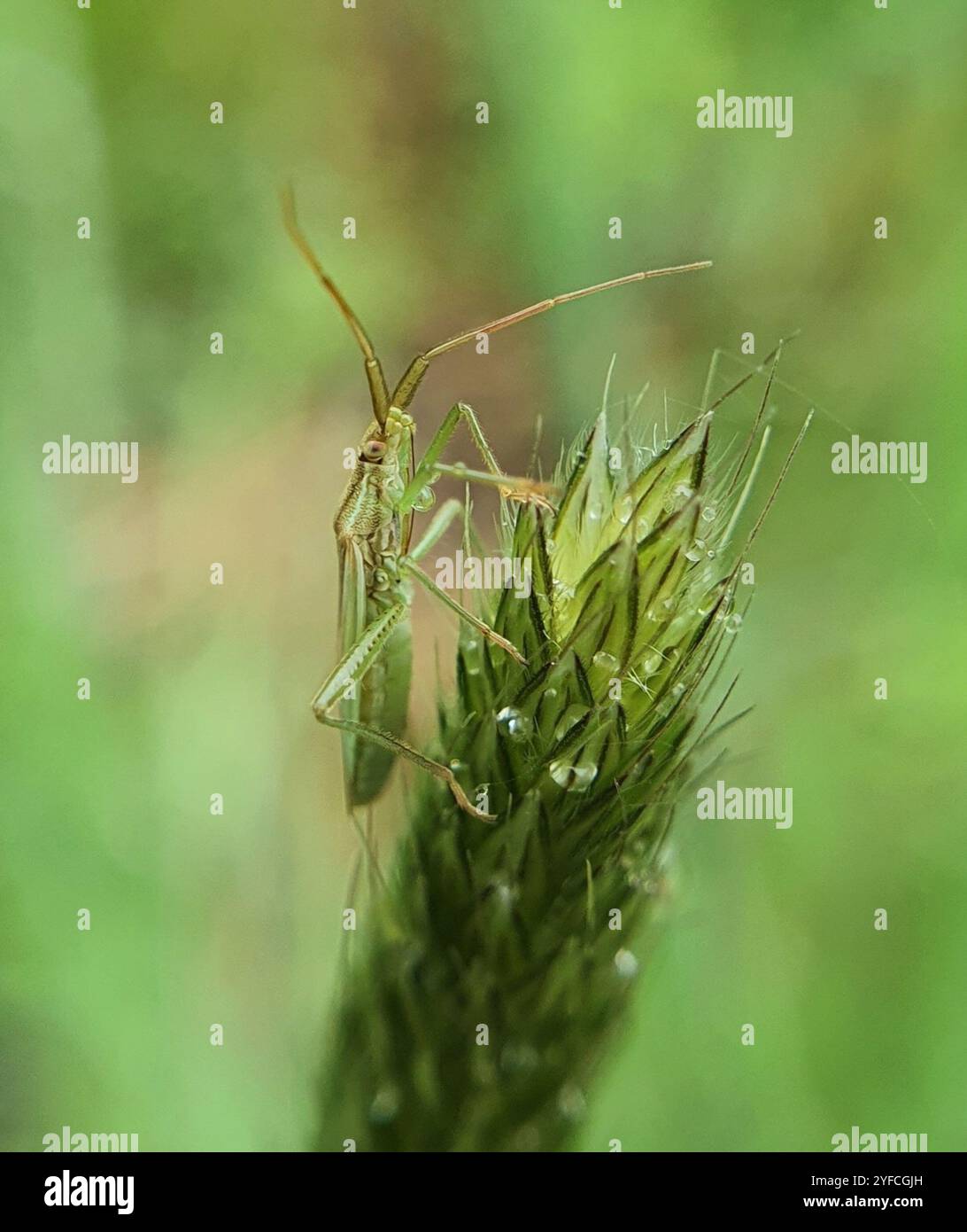 Grass bug (Stenodema laevigata Stock Photo - Alamy