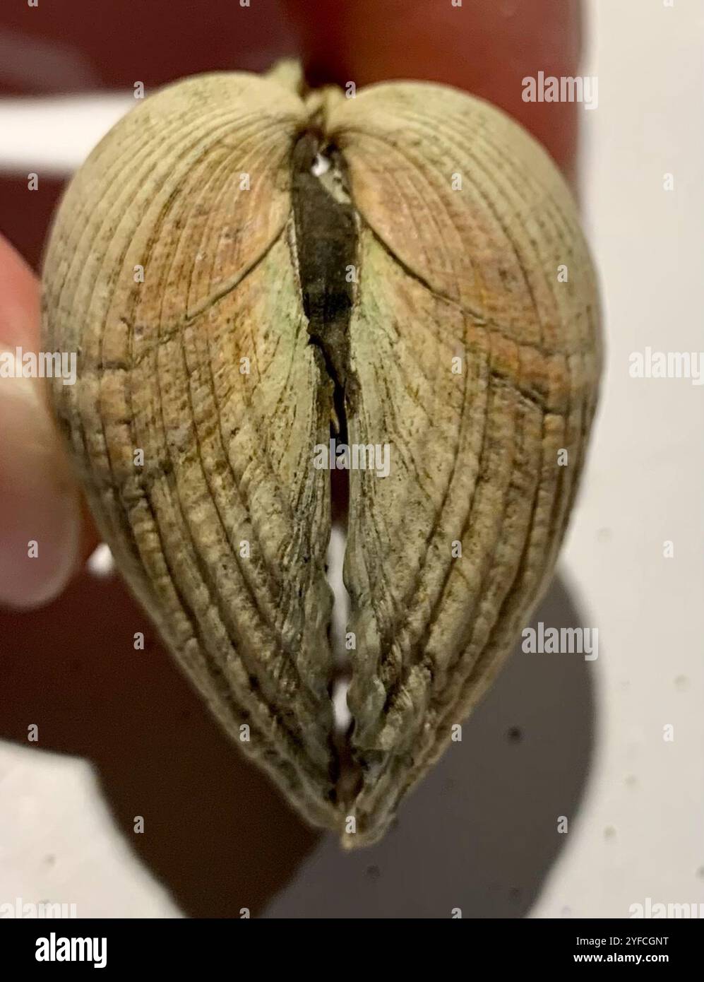 Common Cockle (Cerastoderma edule Stock Photo - Alamy