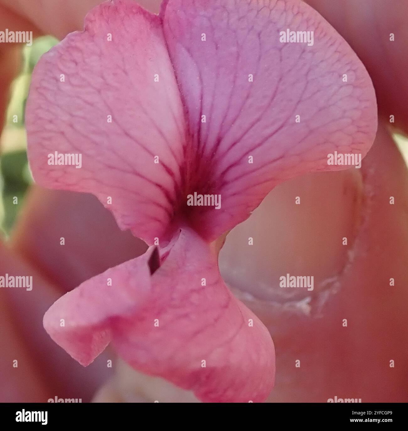 Keurboom hi-res stock photography and images - Alamy