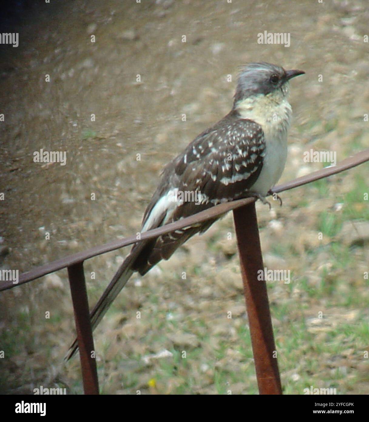 Great Spotted Cuckoo (Clamator glandarius Stock Photo - Alamy