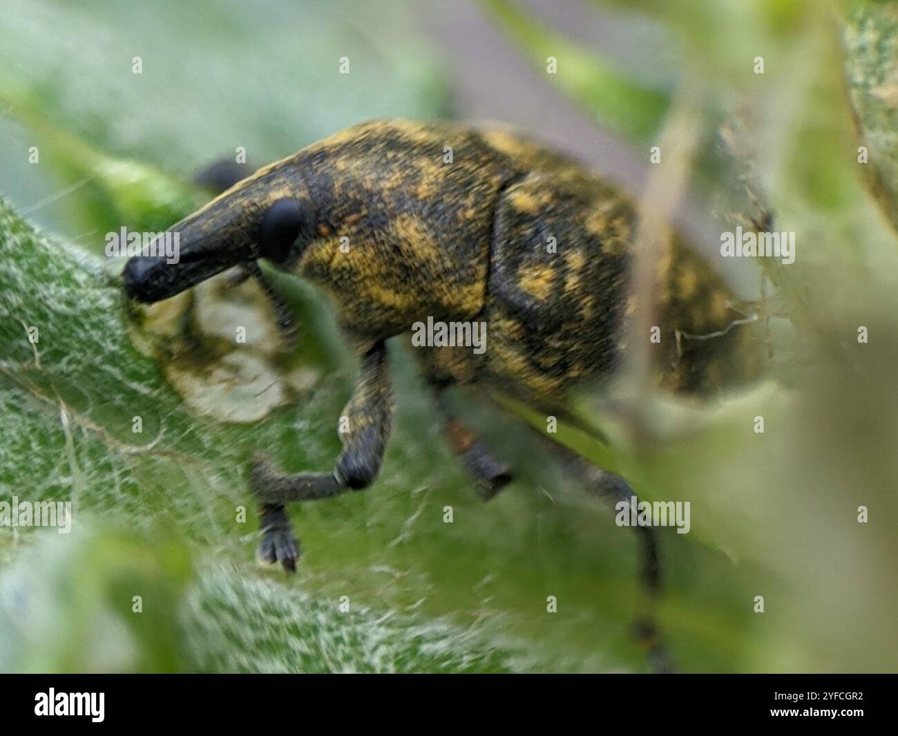 Turbine Cylindrical Weevil (Larinus turbinatus Stock Photo - Alamy