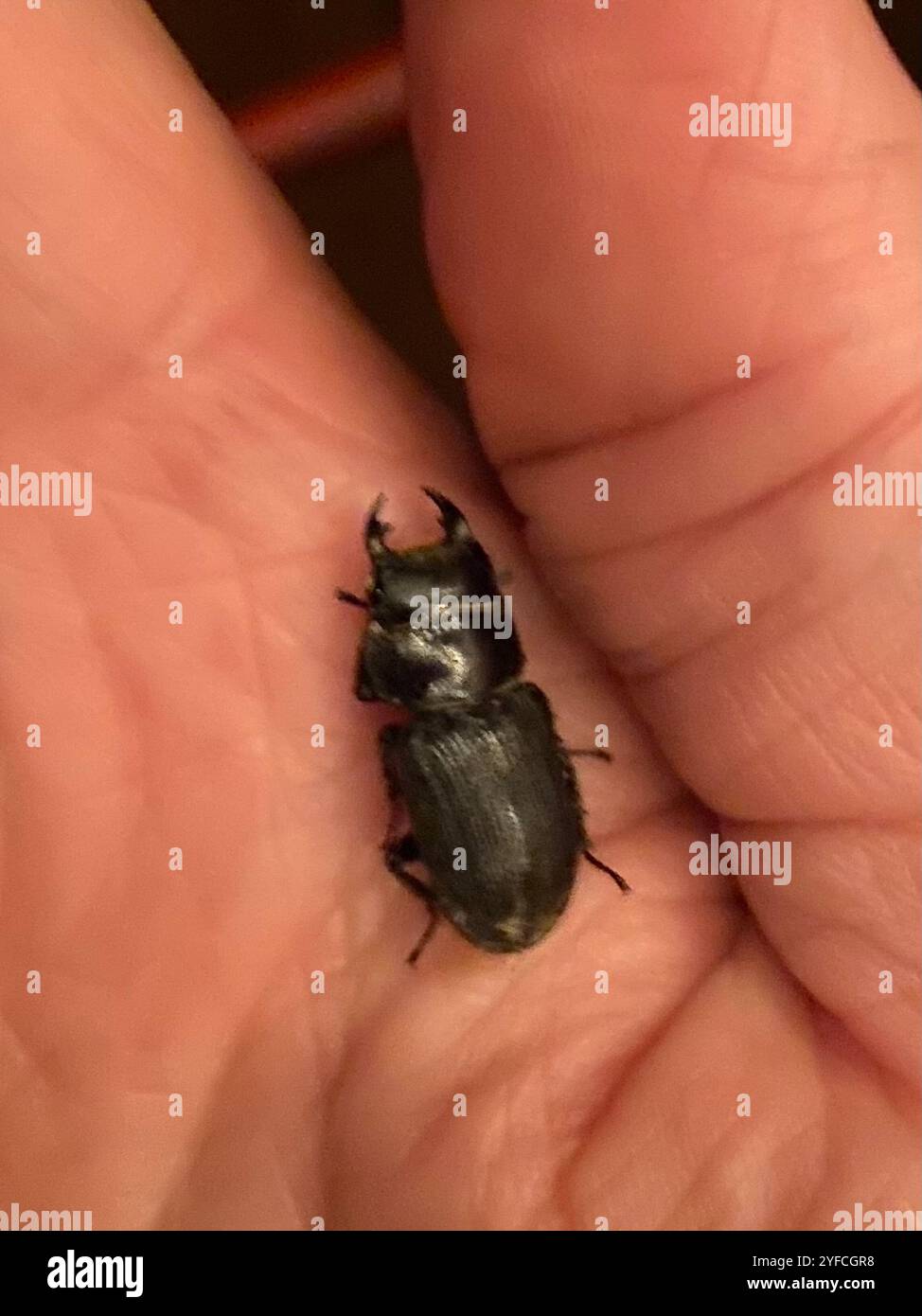 Antelope Beetle (Dorcus parallelus Stock Photo - Alamy