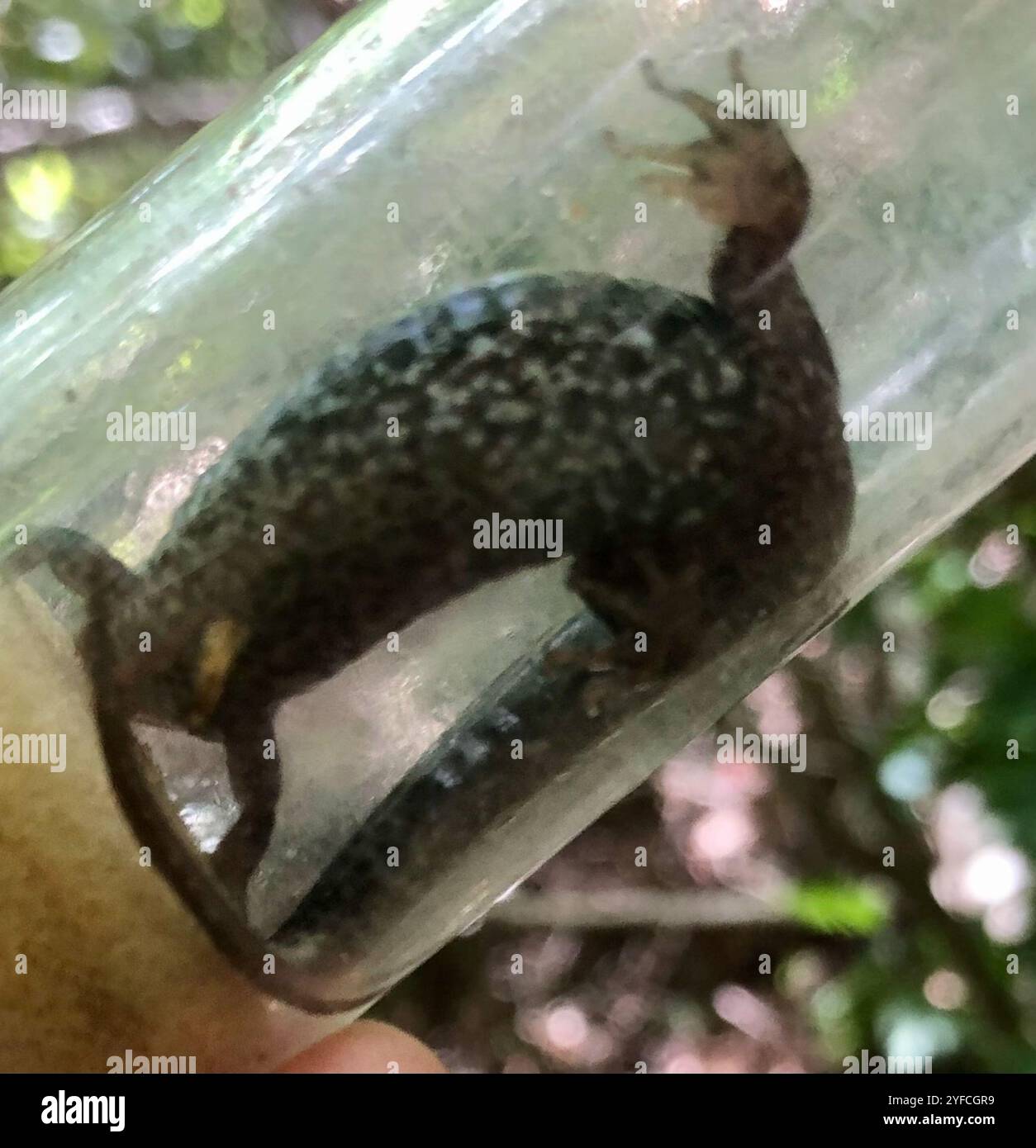 Wolf Dusky Salamander (Desmognathus lycos Stock Photo - Alamy