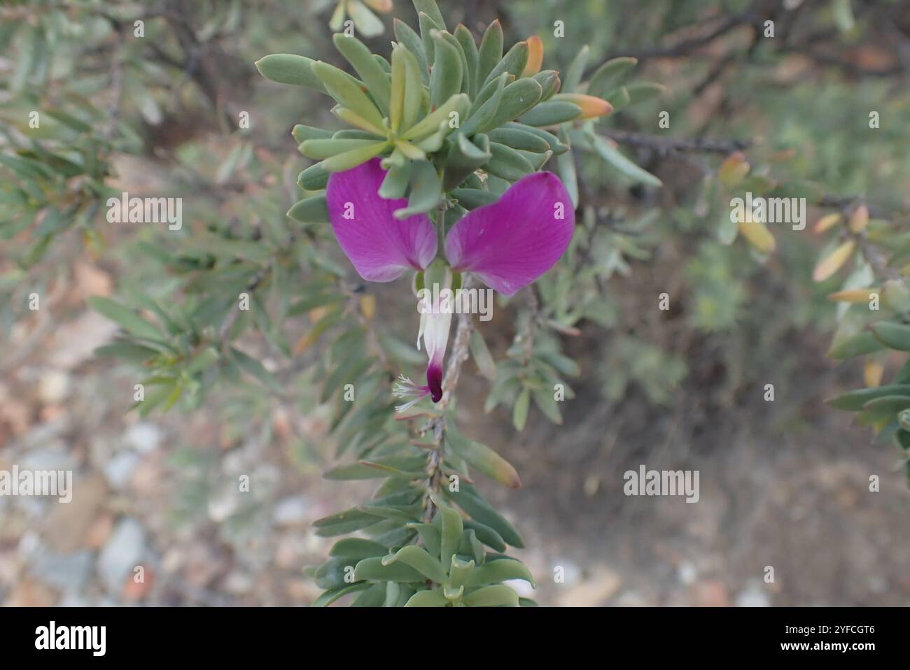 Pineleaf Septemberbush (Polygala myrtifolia pinifolia Stock Photo - Alamy