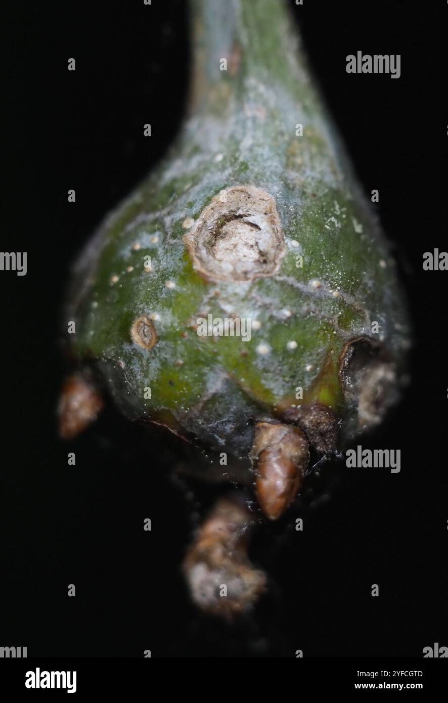 white oak club gall wasp (Callirhytis clavula Stock Photo - Alamy