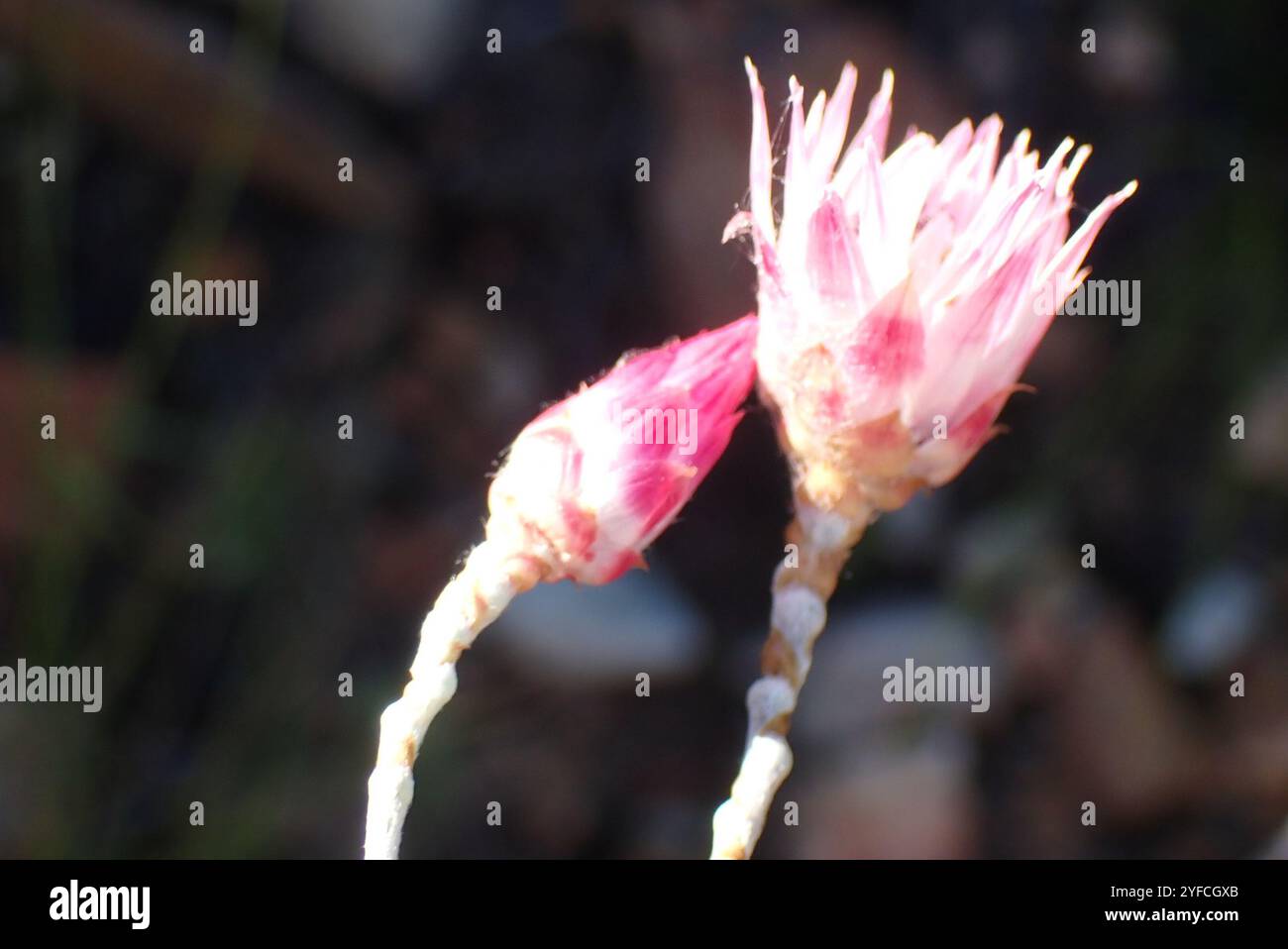 Pink Sewejaartjie (Syncarpha canescens canescens Stock Photo - Alamy