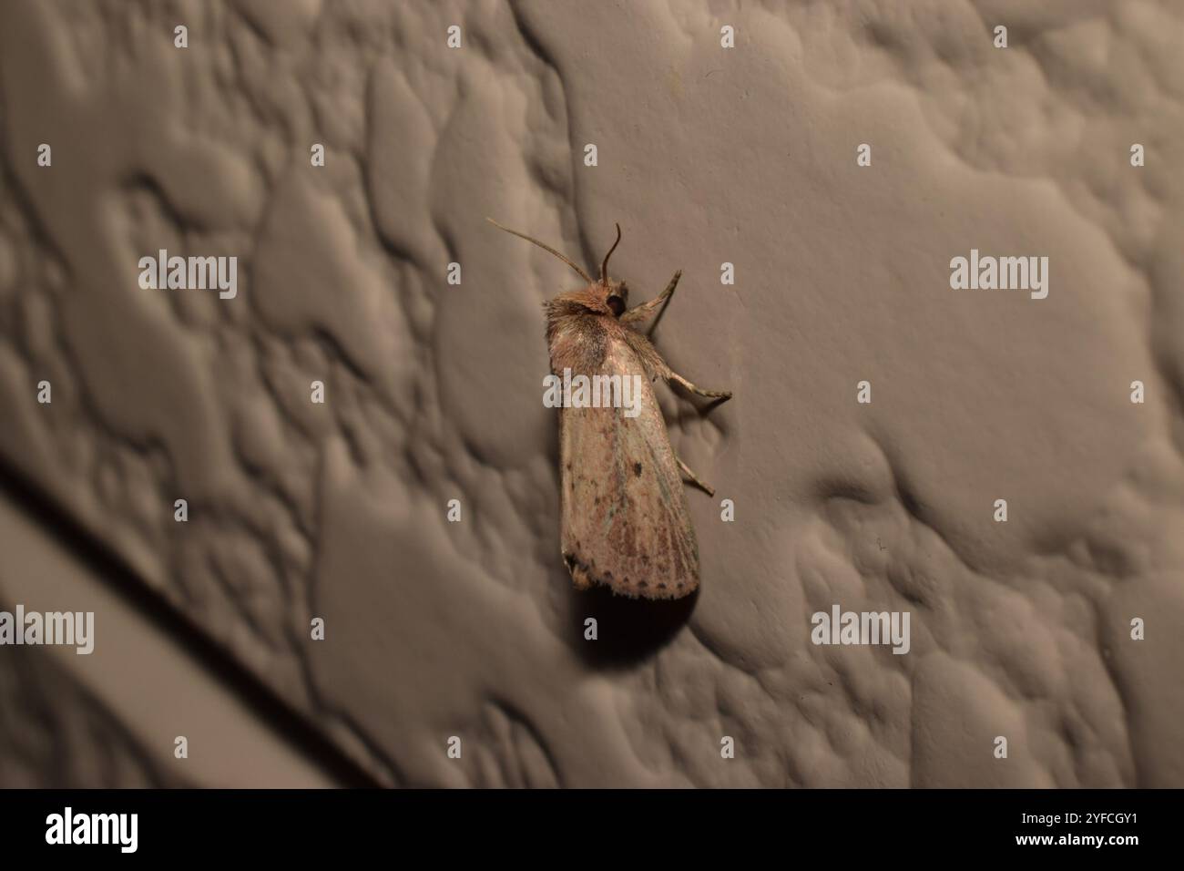 Sesamia hi-res stock photography and images - Alamy