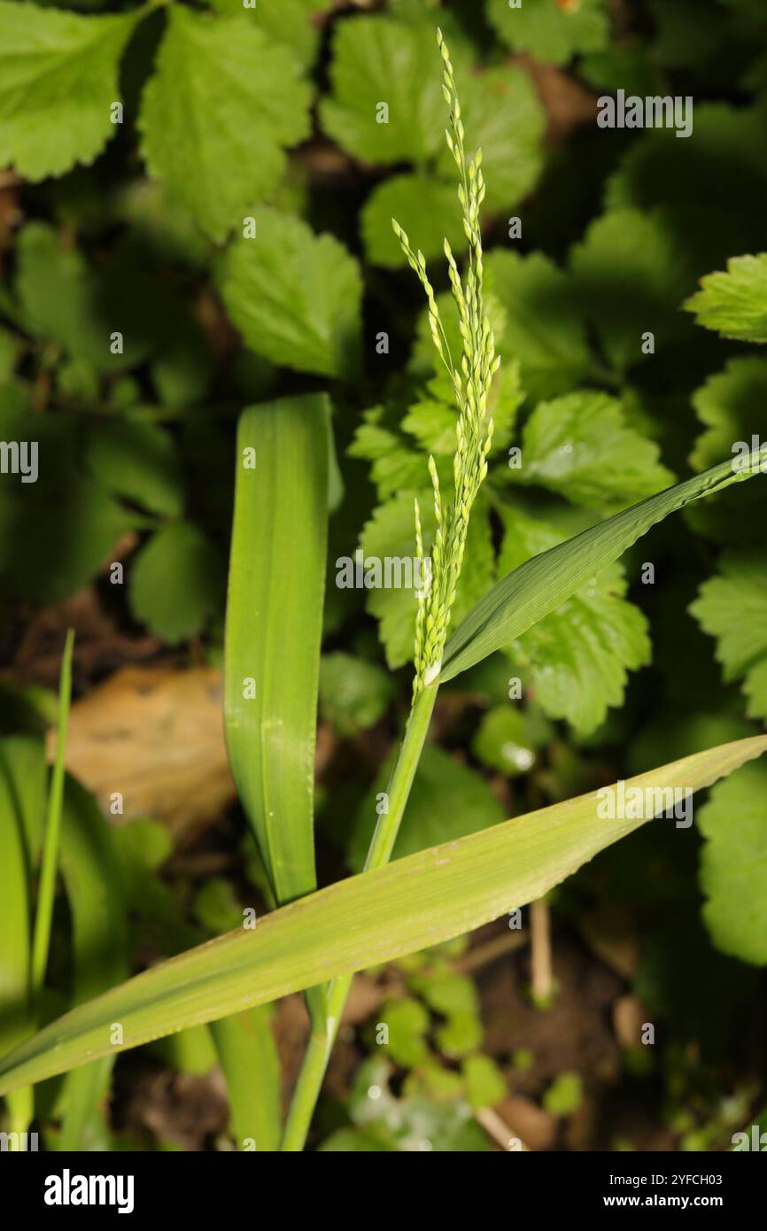 Wood Millet (Milium effusum Stock Photo - Alamy