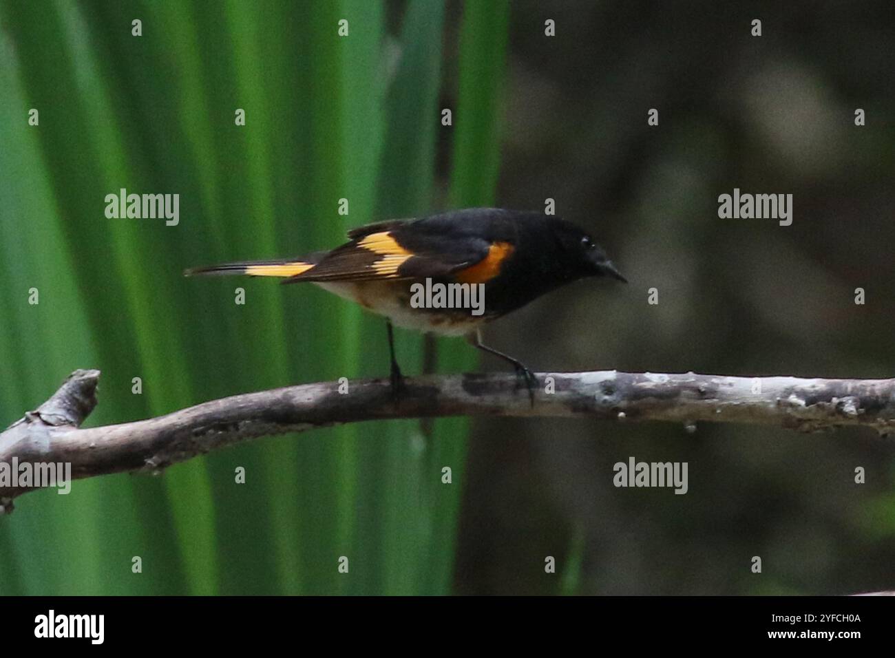 American Redstart (Setophaga ruticilla Stock Photo - Alamy