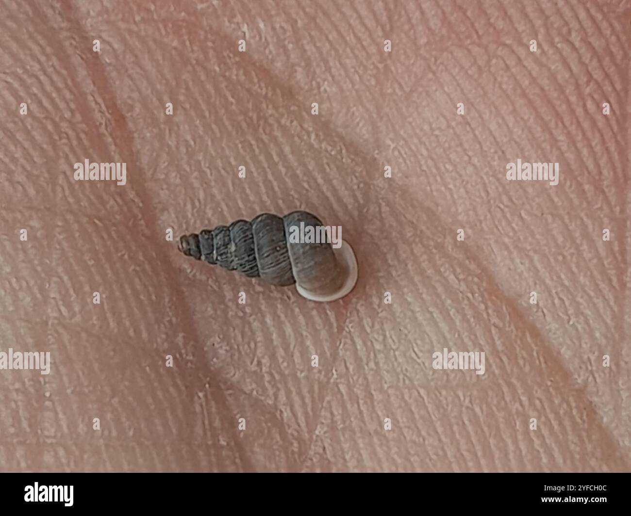 Cochlostoma hi-res stock photography and images - Alamy