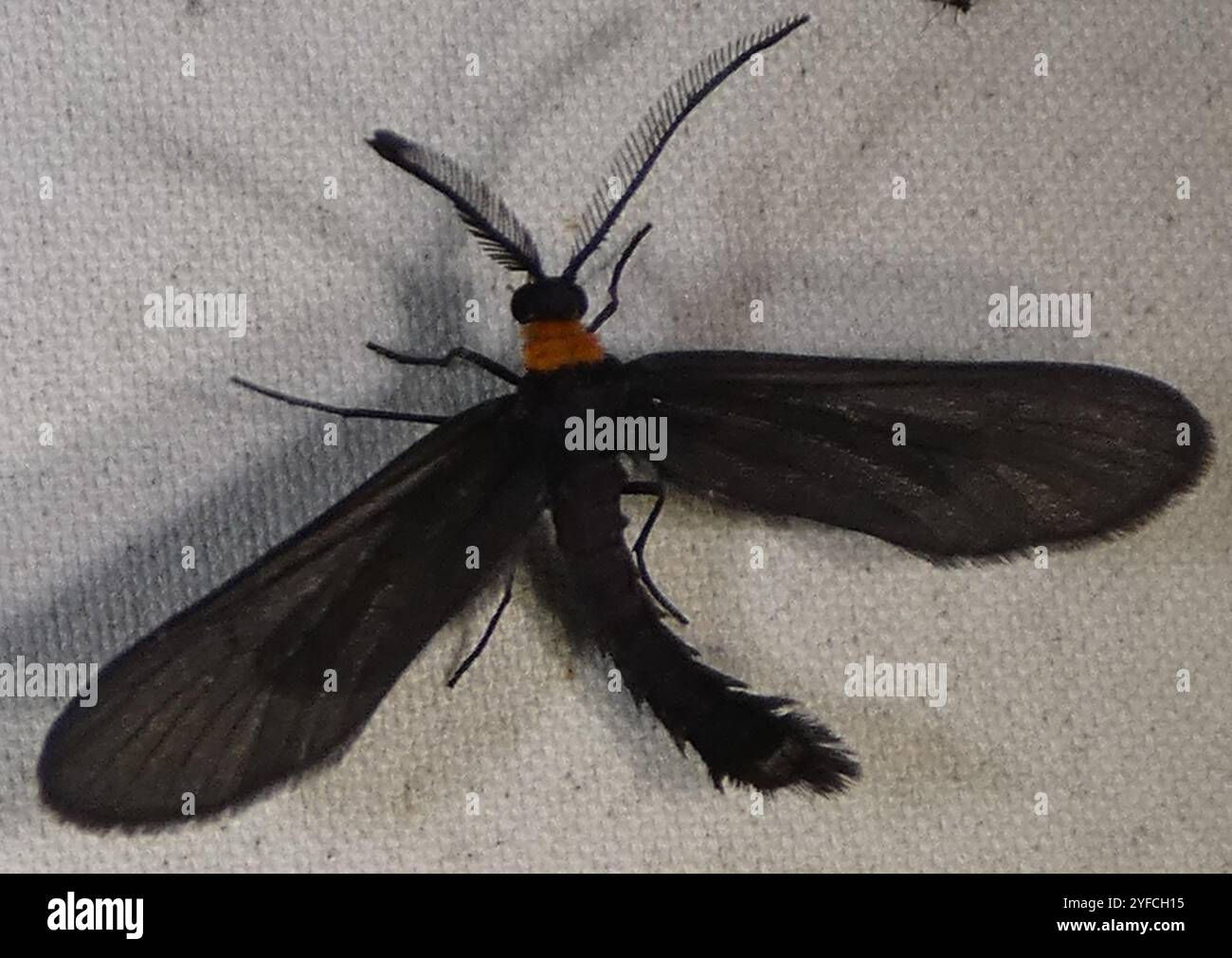Grapeleaf Skeletonizer Moth (Harrisina americana Stock Photo - Alamy