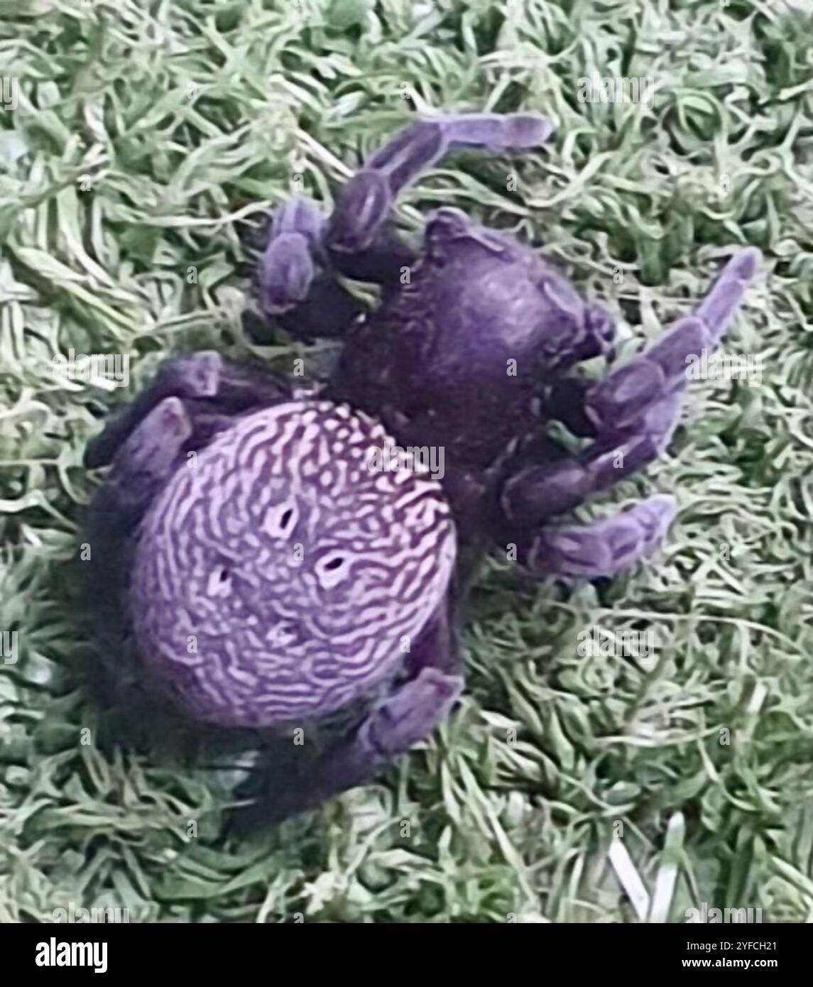 Velvet Spiders (Eresidae Stock Photo - Alamy