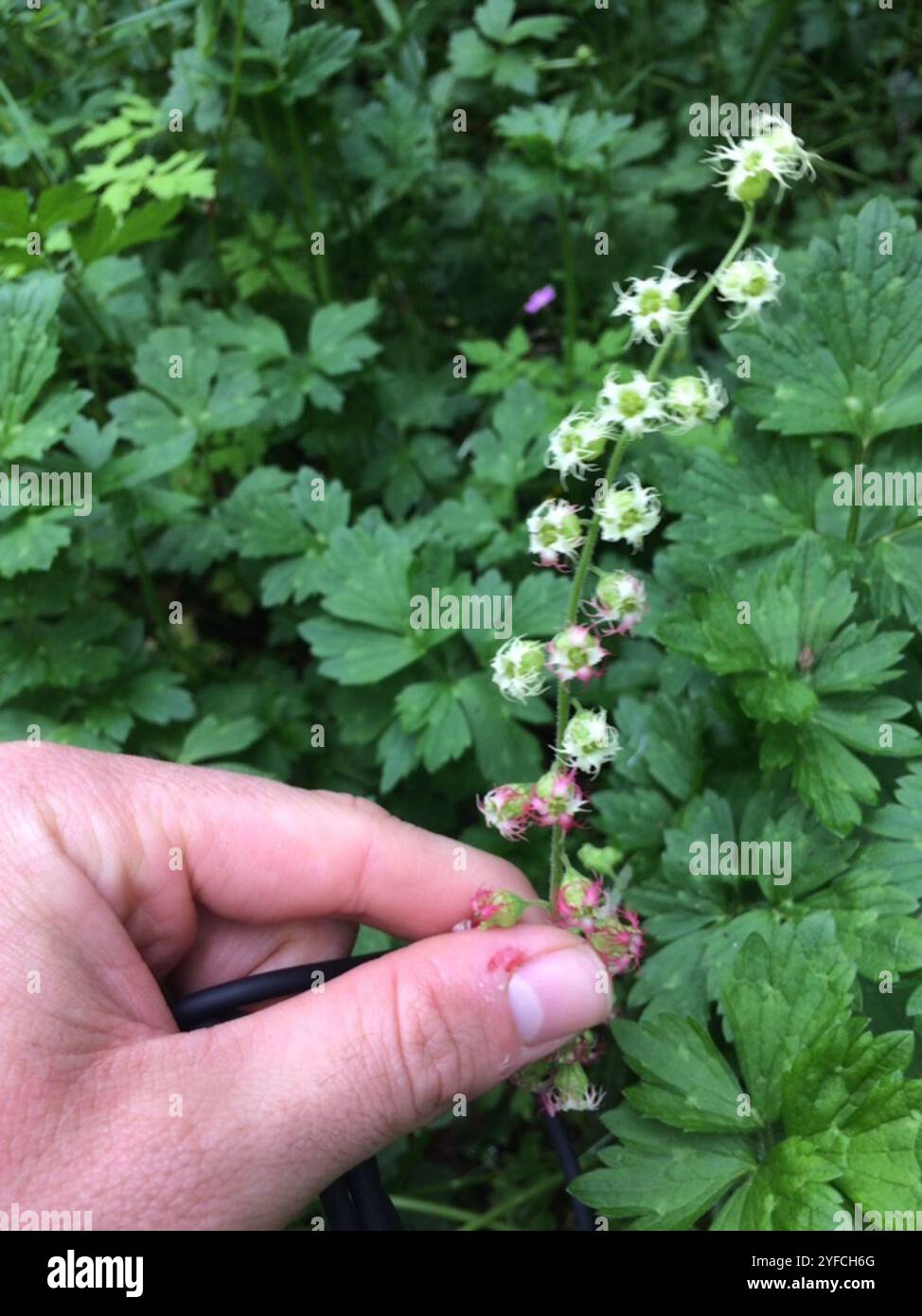 fringe cups (Tellima grandiflora Stock Photo - Alamy