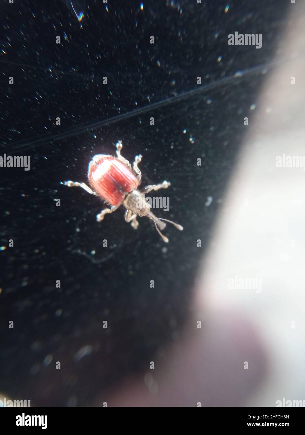 Apple Fruit Weevil (Tatianaerhynchites aequatus Stock Photo - Alamy
