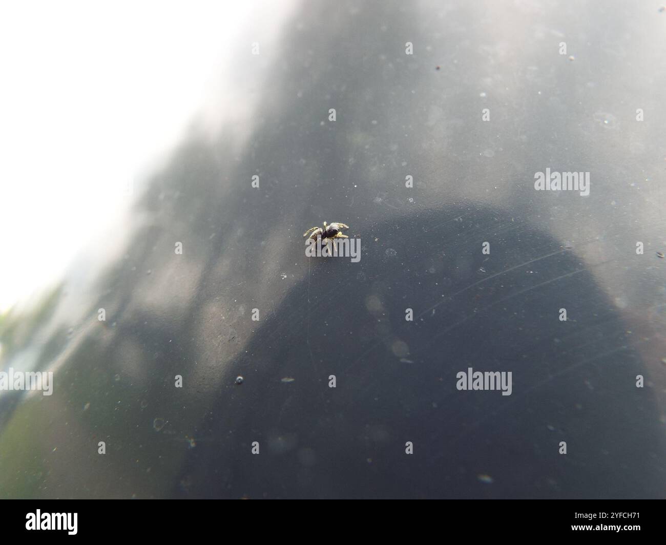 Sun Jumping Spiders (Heliophanus Stock Photo - Alamy