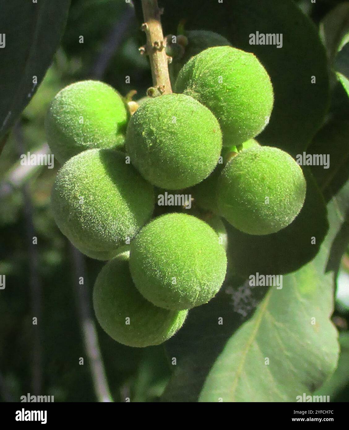 Pappea capensis hi-res stock photography and images - Alamy