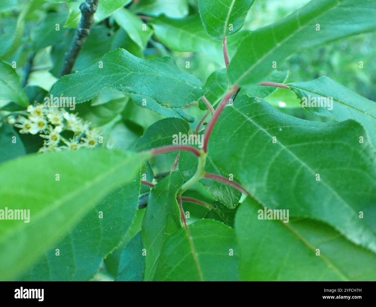Western Chokecherry (Prunus virginiana demissa Stock Photo - Alamy