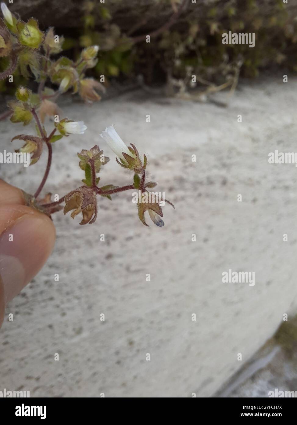 Dwarf Mouse-ear (Cerastium pumilum Stock Photo - Alamy