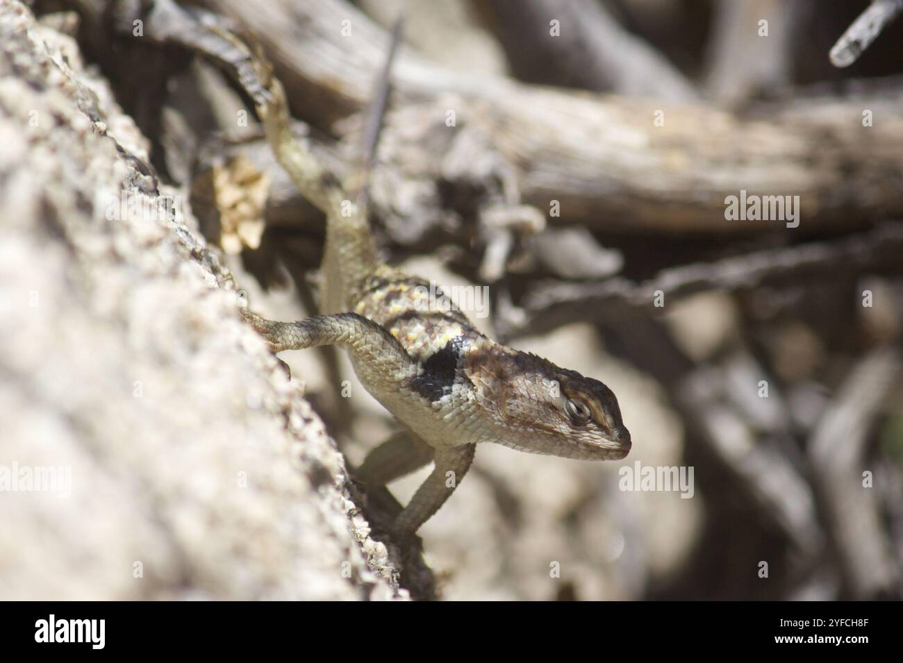 Desert Spiny Lizard (Sceloporus magister Stock Photo - Alamy