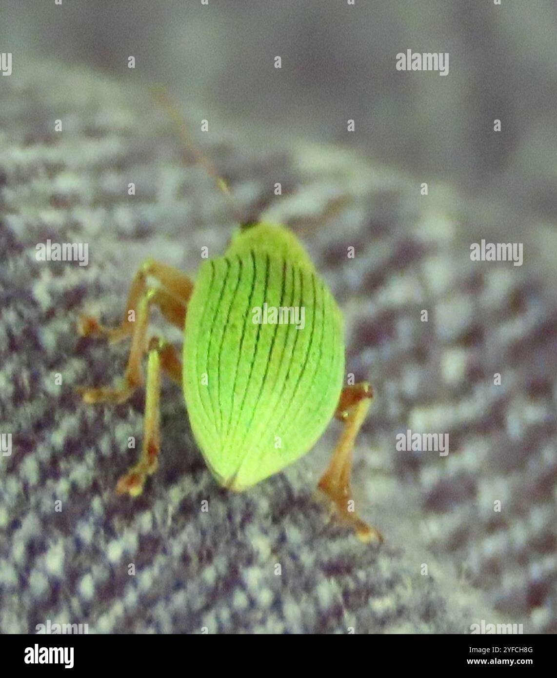 Green Immigrant Leaf Weevil (Polydrusus formosus Stock Photo - Alamy