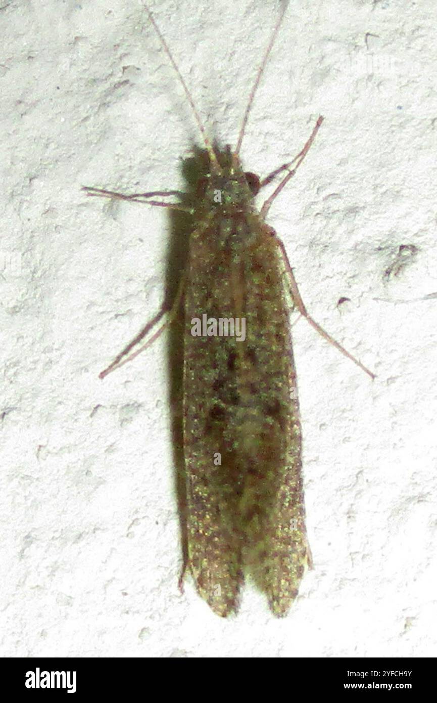 Net-spinning Caddisflies (Hydropsychidae Stock Photo - Alamy