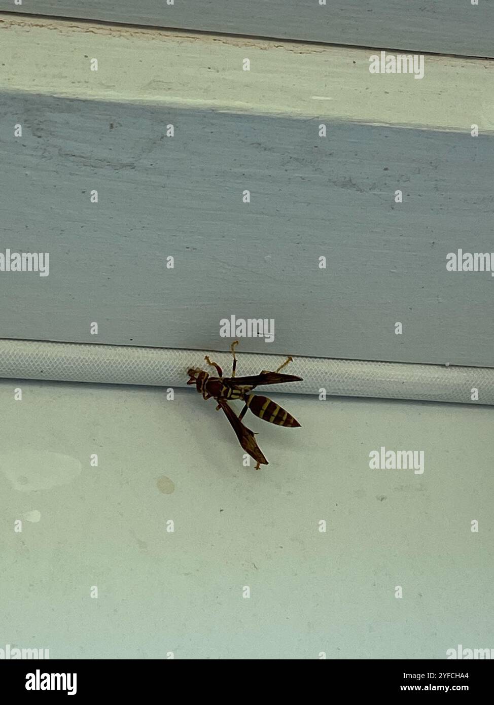 Guinea Paper Wasp (Polistes exclamans Stock Photo - Alamy