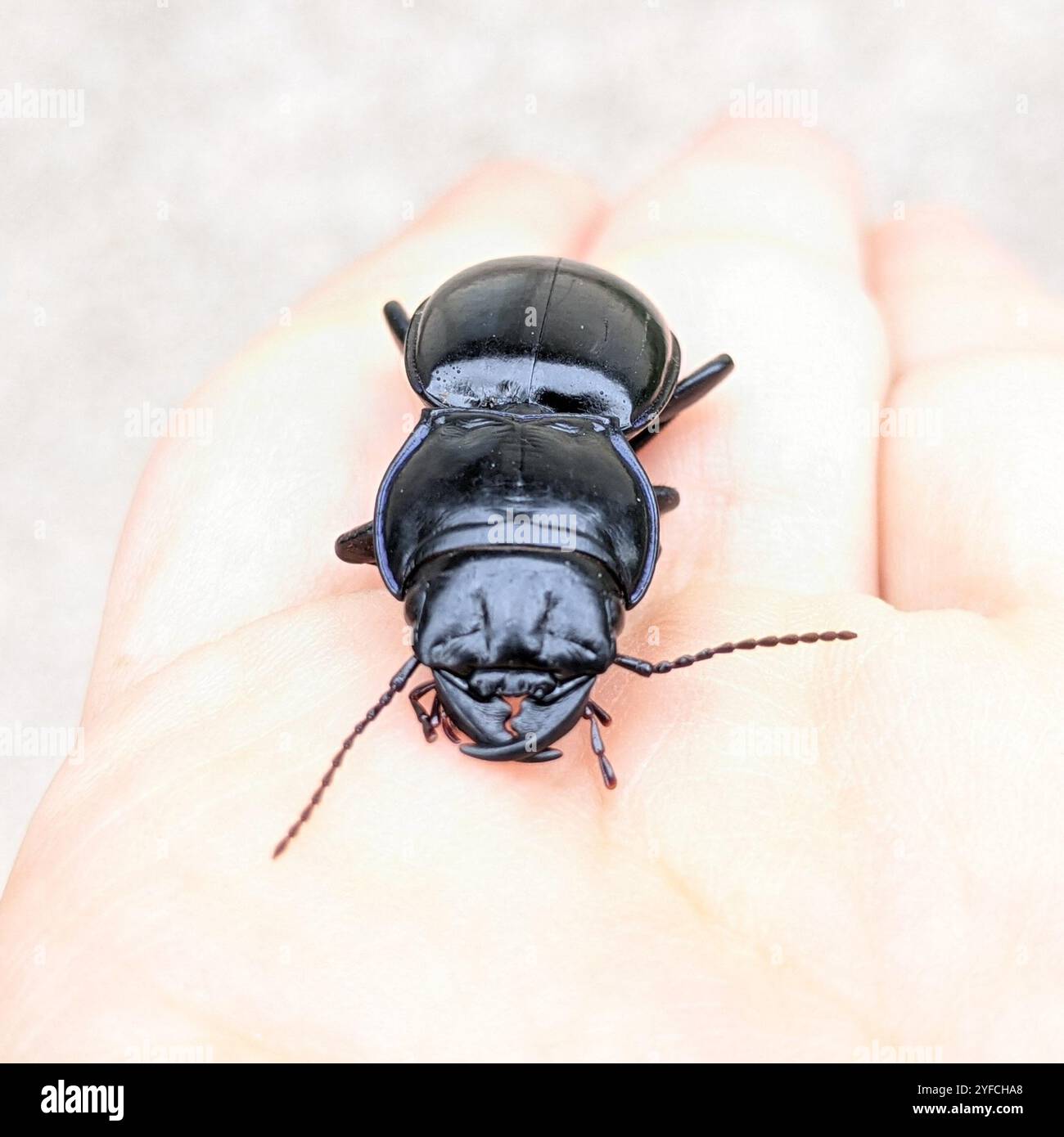 Warrior Beetles (Pasimachus Stock Photo - Alamy