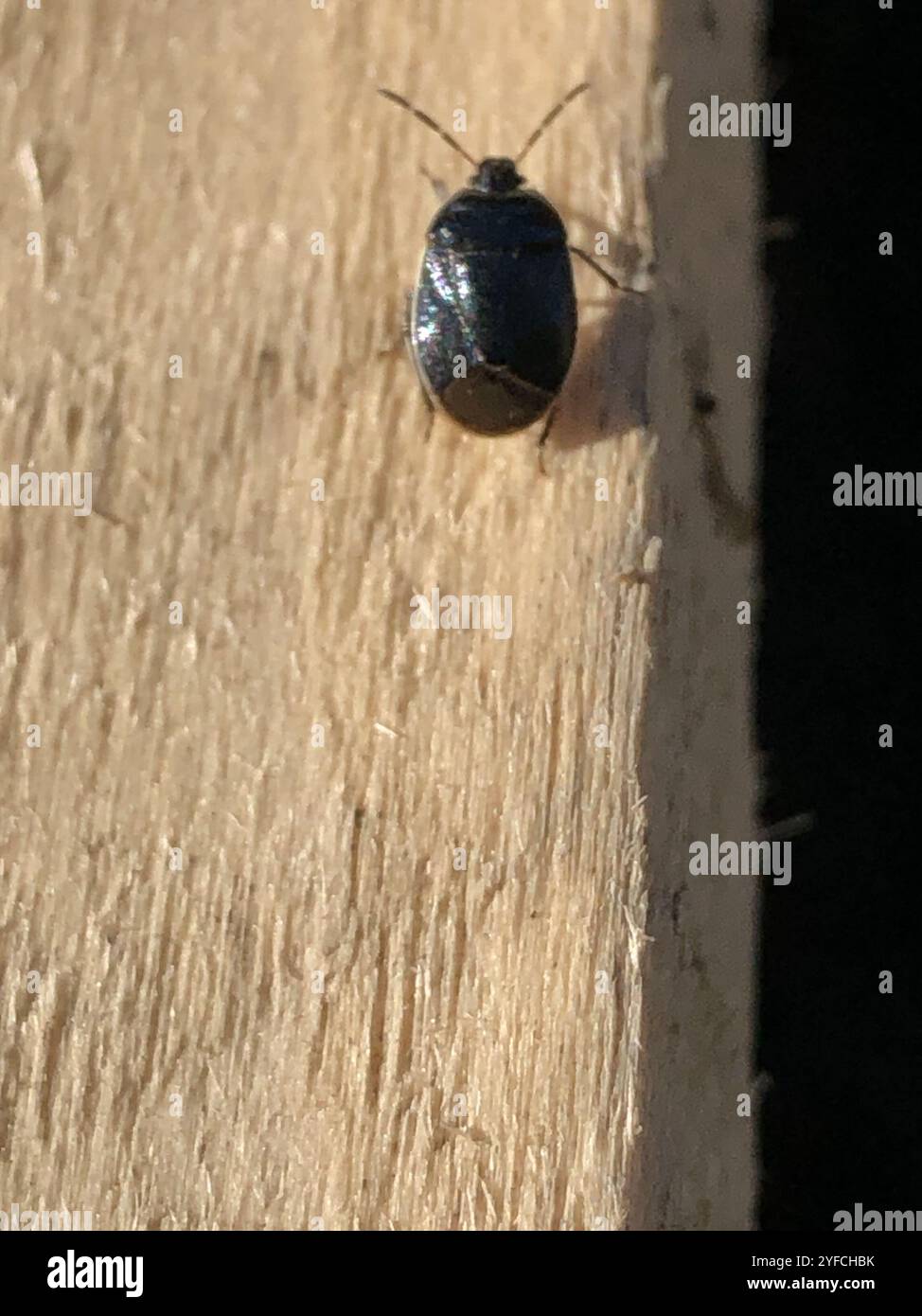 White-margined Burrower Bug (Sehirus cinctus Stock Photo - Alamy