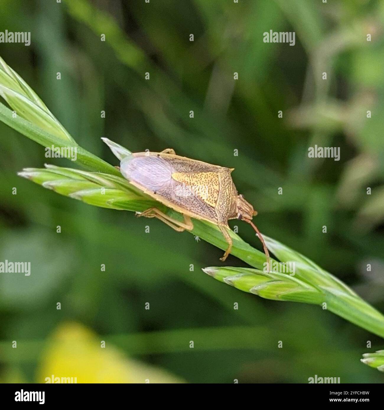 Rice Stink Bug (Oebalus pugnax Stock Photo - Alamy