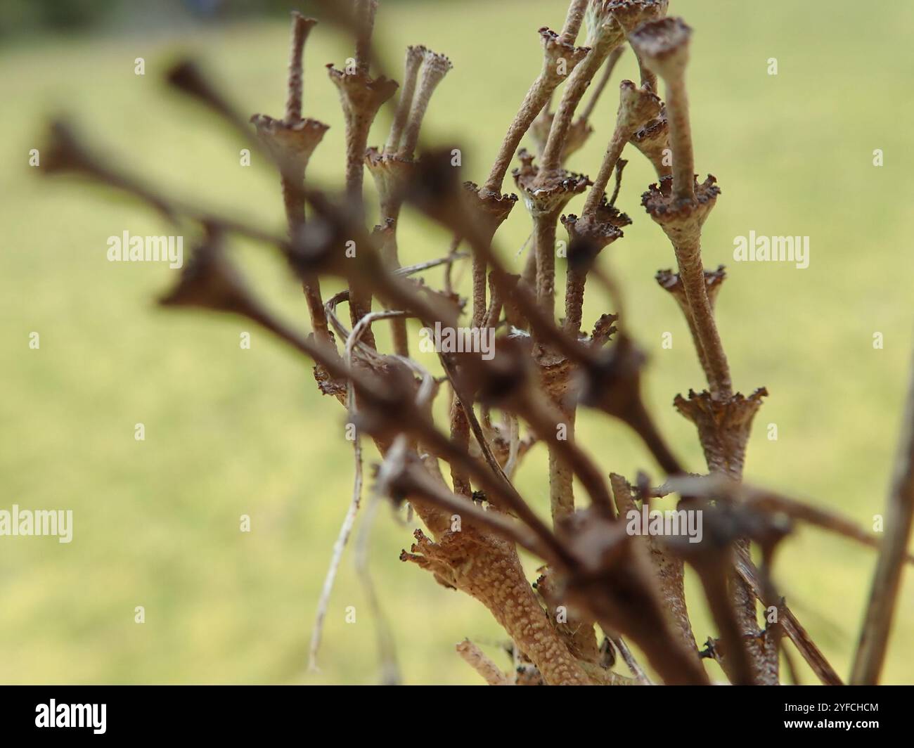 Ladder Lichen (Cladonia verticillata Stock Photo - Alamy
