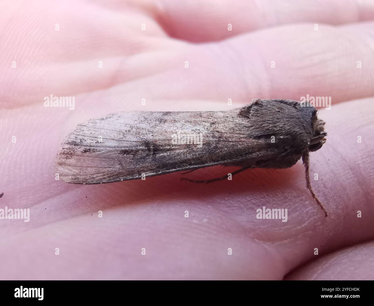 Ipsilon hi-res stock photography and images - Alamy