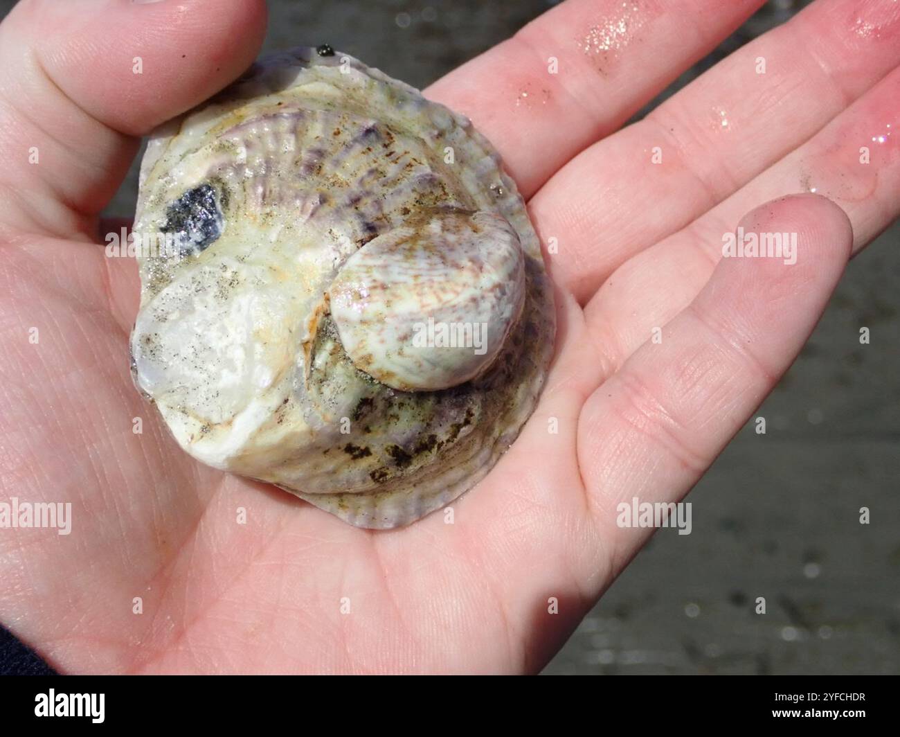 Common Atlantic Slippersnail (Crepidula fornicata Stock Photo - Alamy
