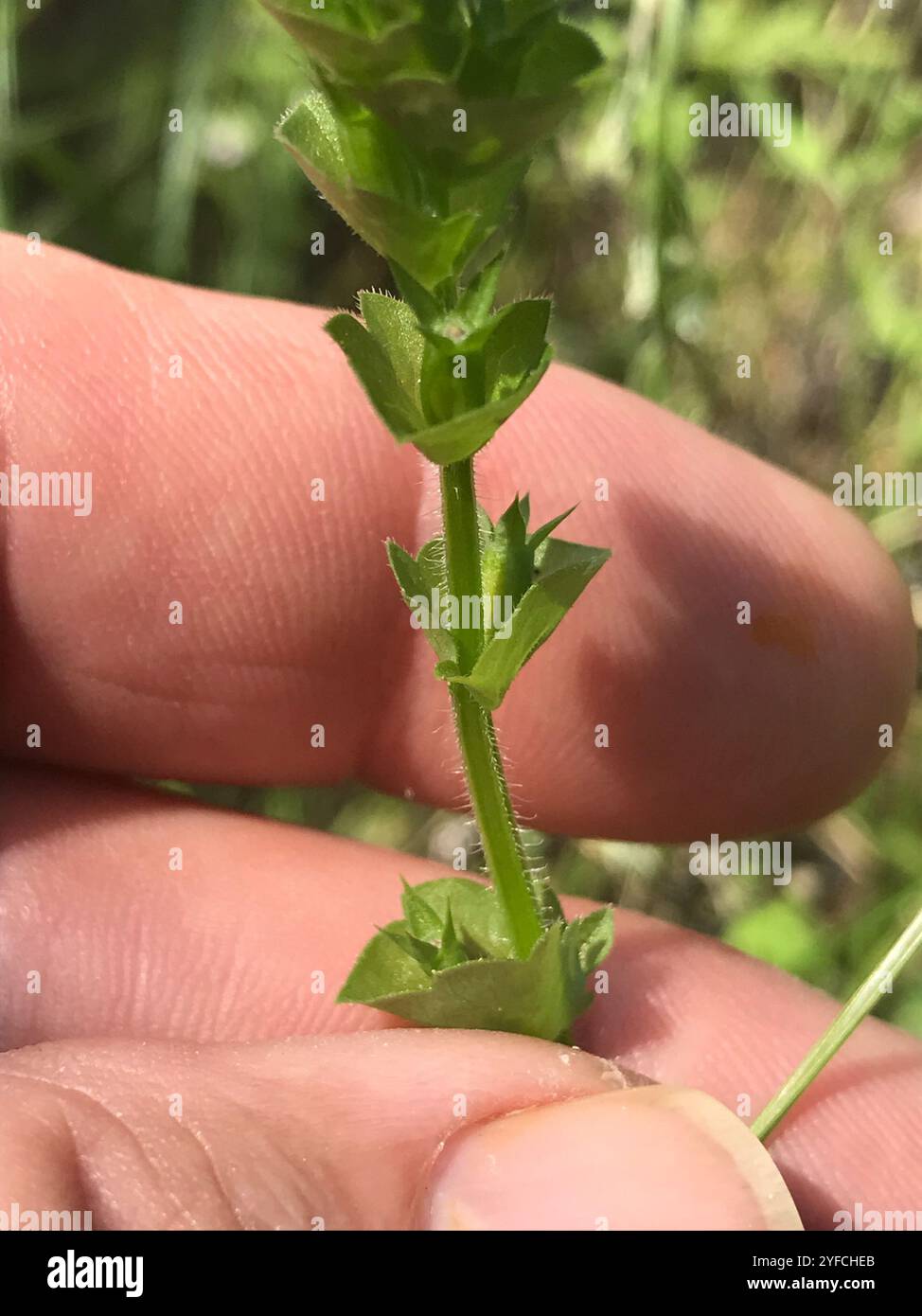 clasping Venus's looking glass (Triodanis perfoliata Stock Photo - Alamy
