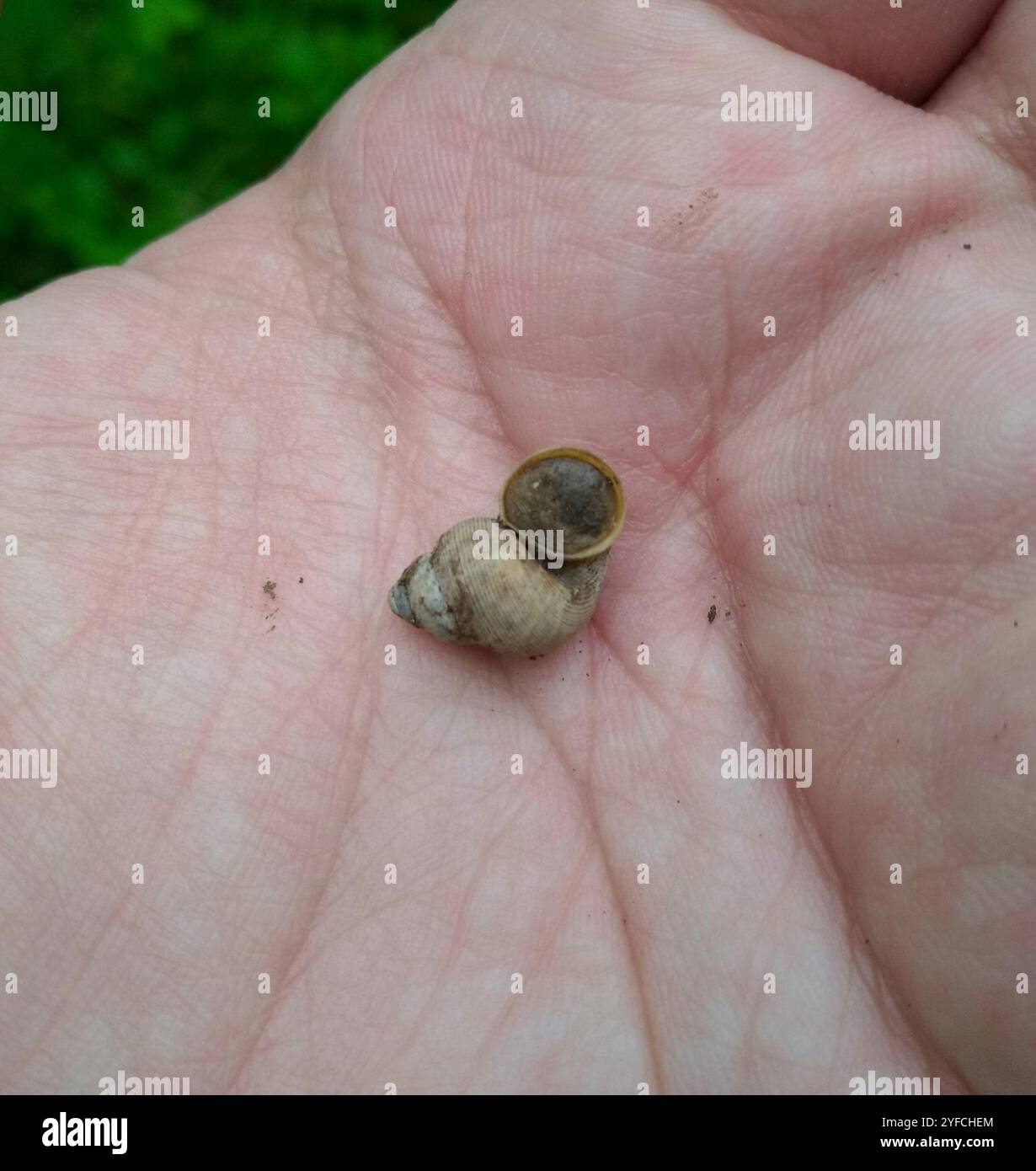 Round mouthed snail hi-res stock photography and images - Alamy