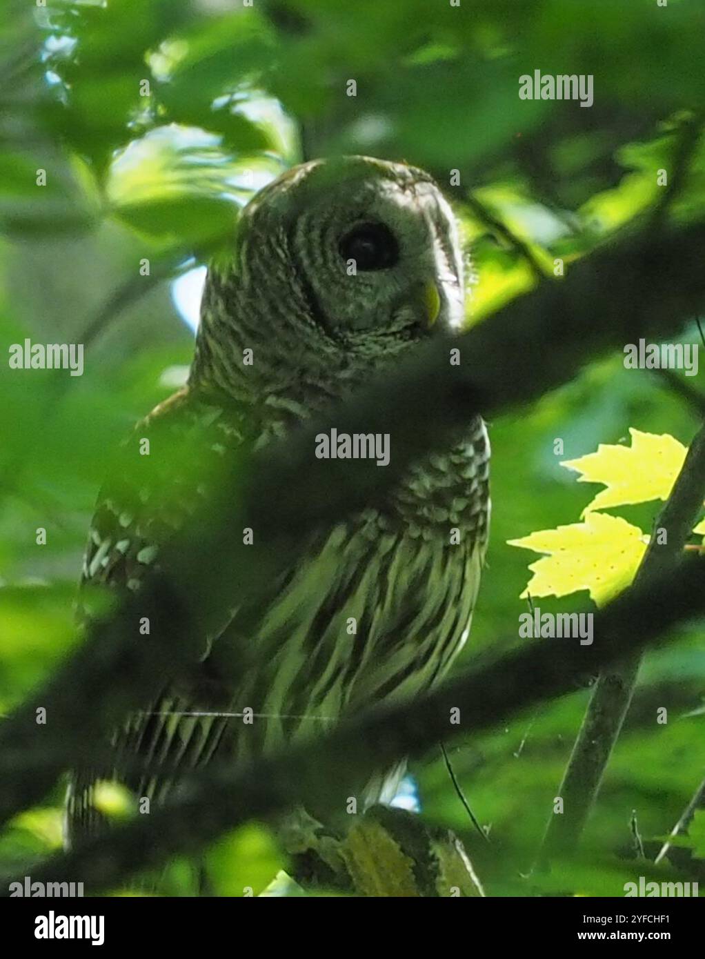 Barred Owl (Strix varia Stock Photo - Alamy