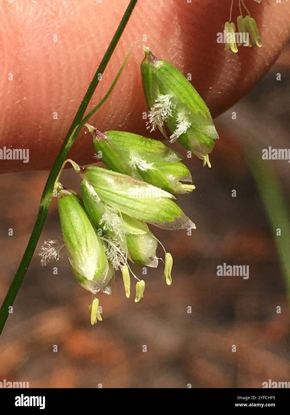 Twoflower Melicgrass (Melica mutica Stock Photo - Alamy
