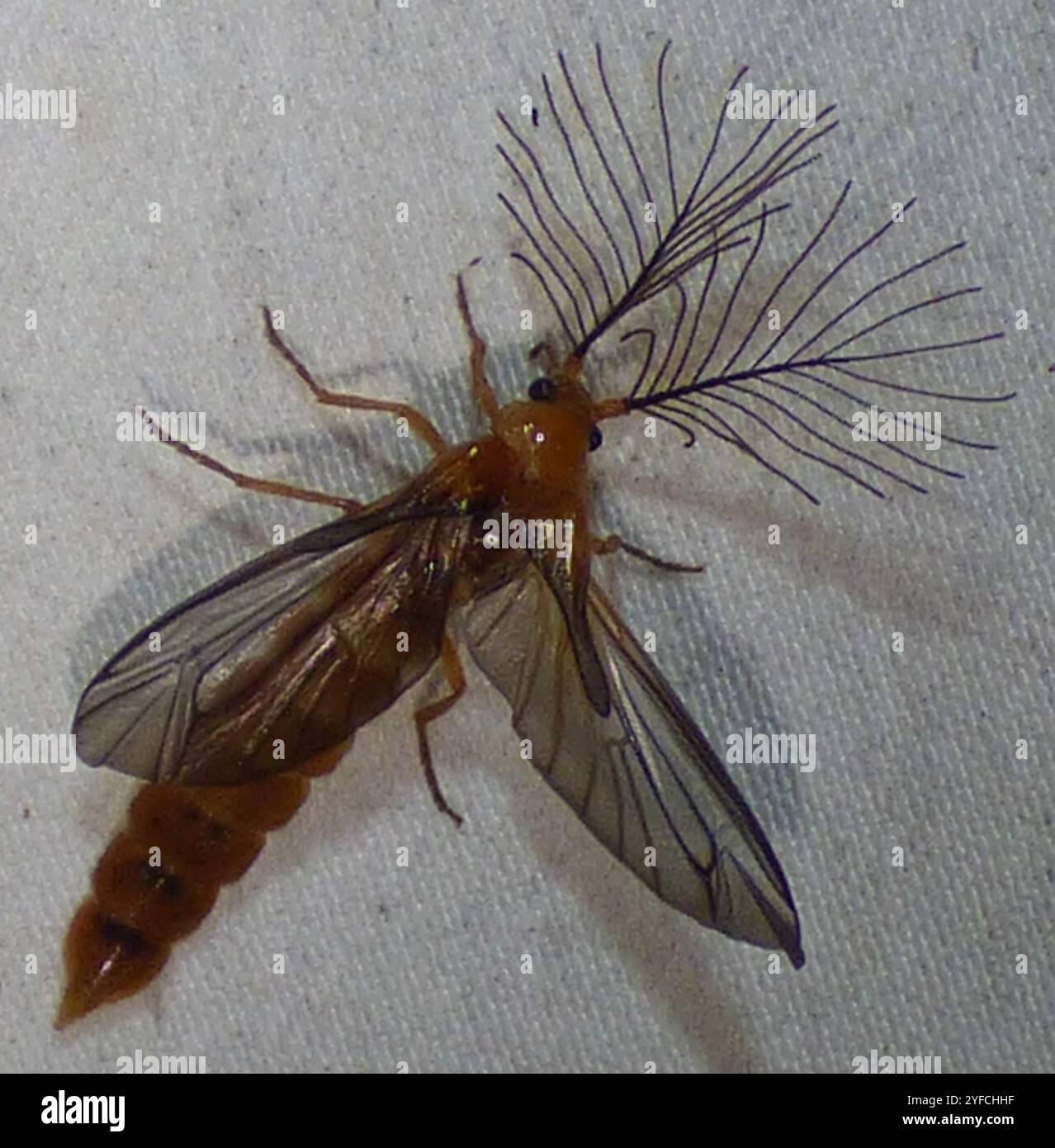 Phengodes hi-res stock photography and images - Alamy