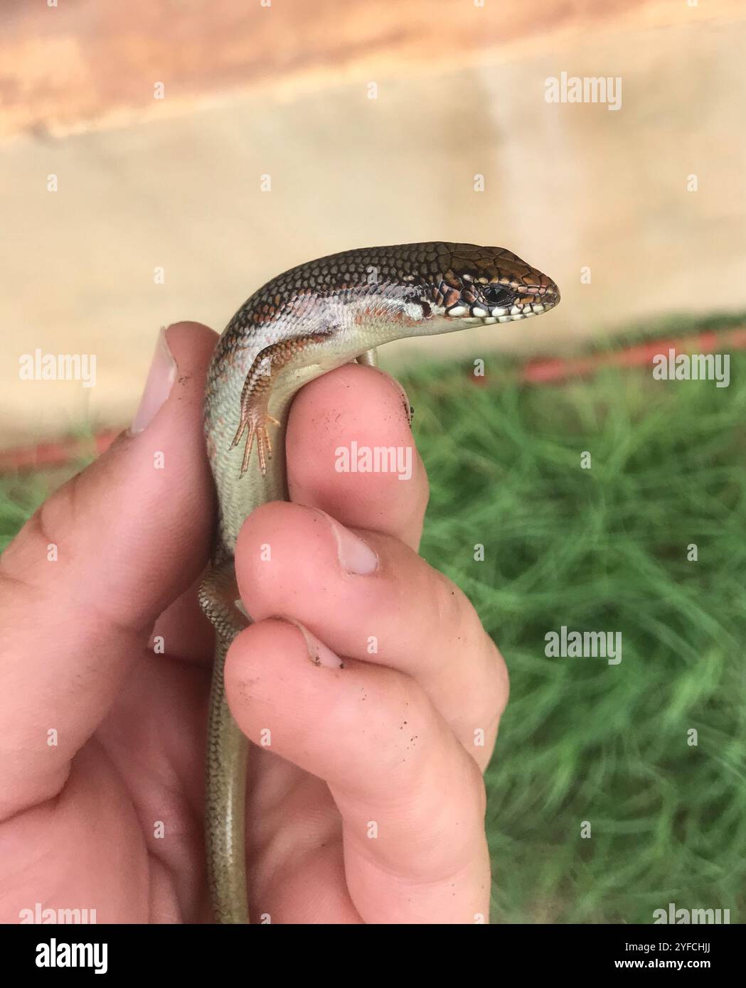 Great Plains Skink (Plestiodon obsoletus Stock Photo - Alamy