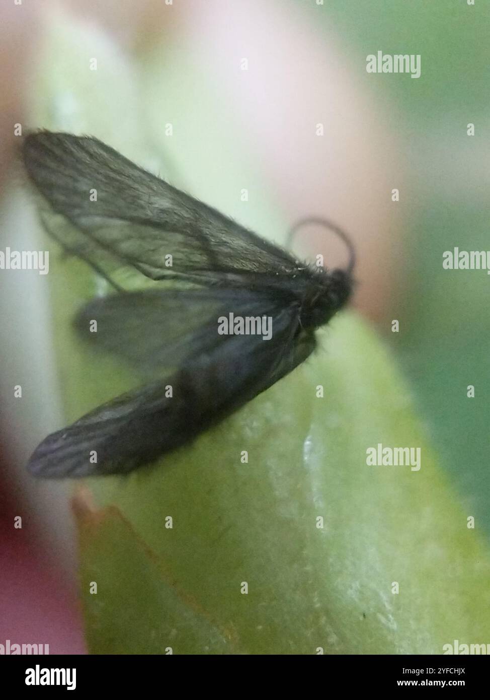 Winged and Once-winged Insects (Pterygota Stock Photo - Alamy