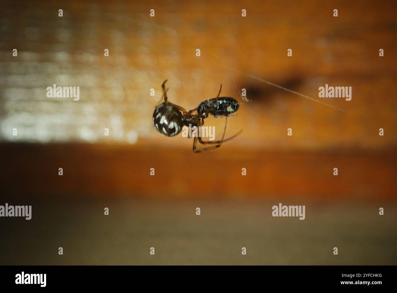 Triangulate Combfoot (Steatoda triangulosa Stock Photo - Alamy