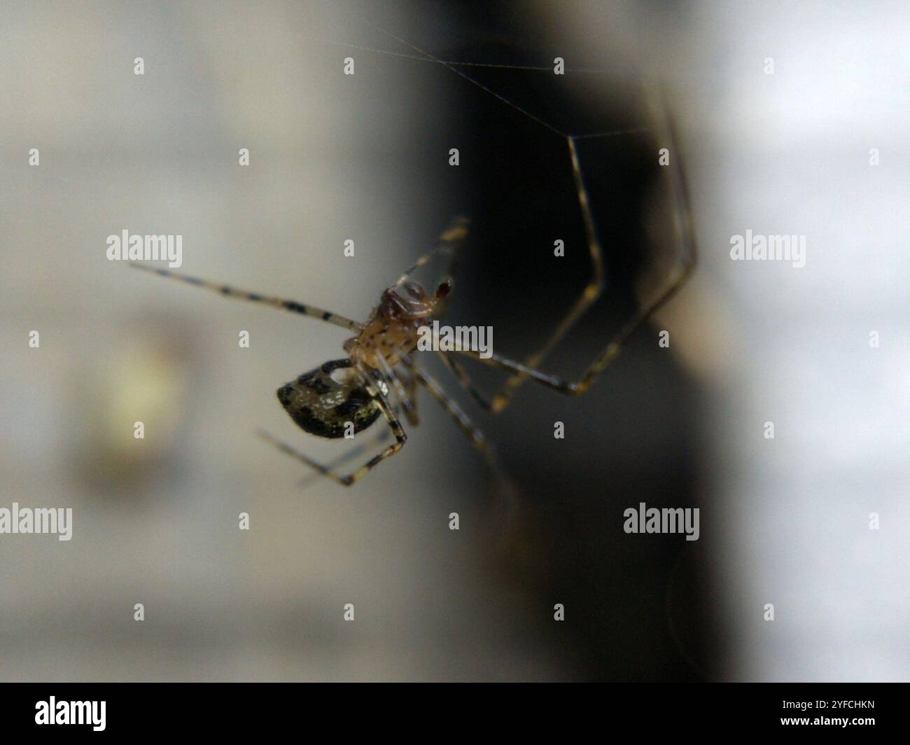 Comb-footed Spiders (Theridiidae Stock Photo - Alamy