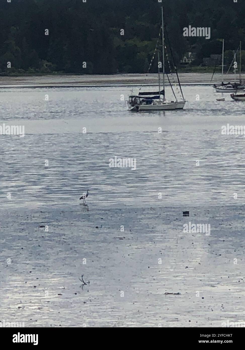 Herons, Egrets, and Bitterns (Ardeidae Stock Photo - Alamy