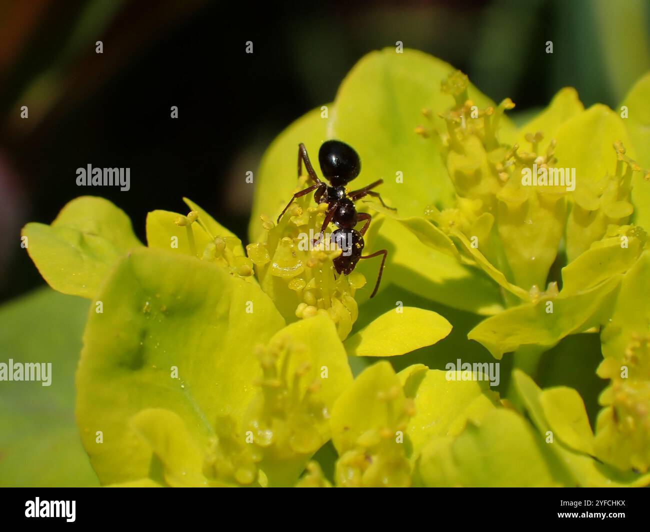 Neogagates-group Field Ants (Formica neogagates Stock Photo - Alamy