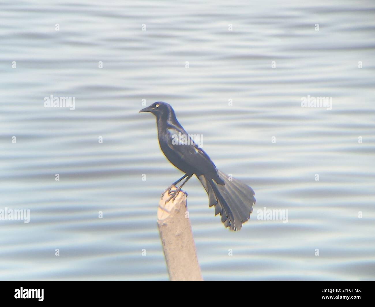 Great-tailed Grackle (Quiscalus mexicanus Stock Photo - Alamy