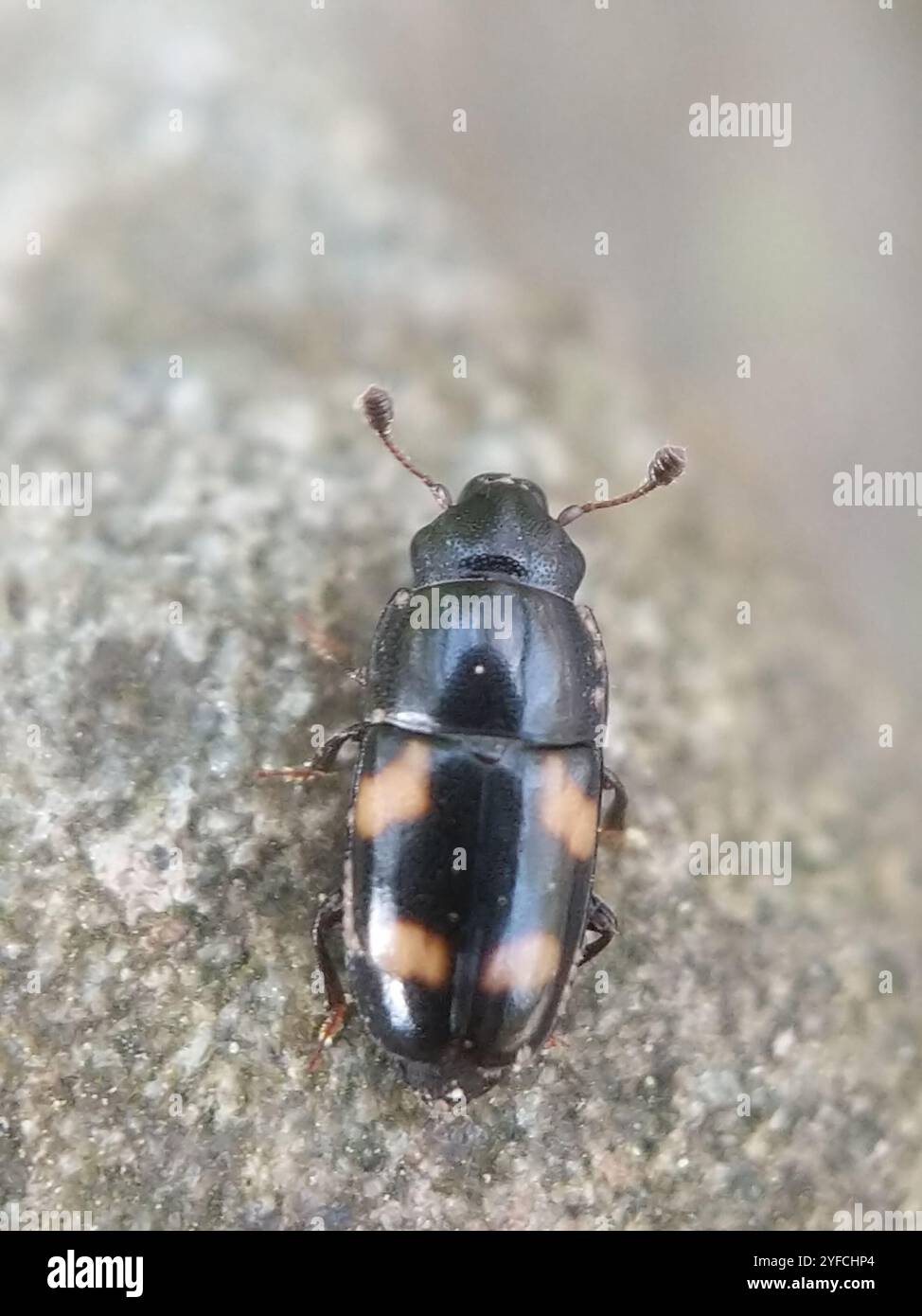 Four-spotted Sap Beetle (Glischrochilus quadrisignatus Stock Photo - Alamy