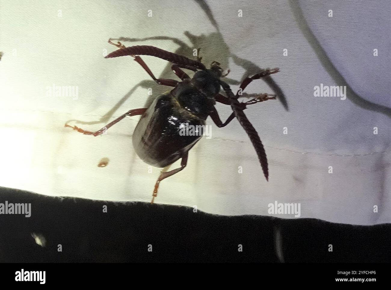 Prionus imbricornis hi-res stock photography and images - Alamy