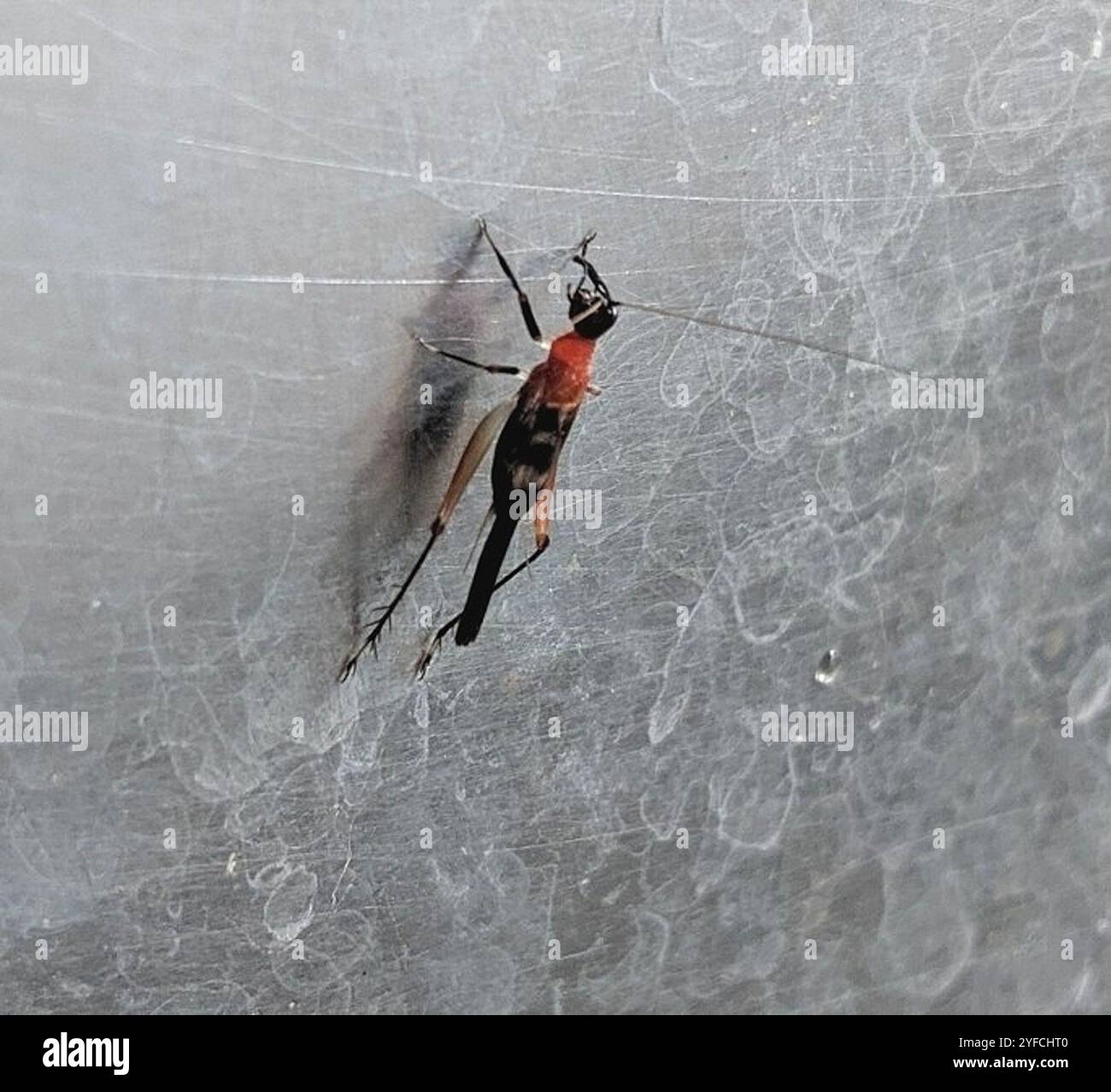 Trigonidiinae hi-res stock photography and images - Alamy