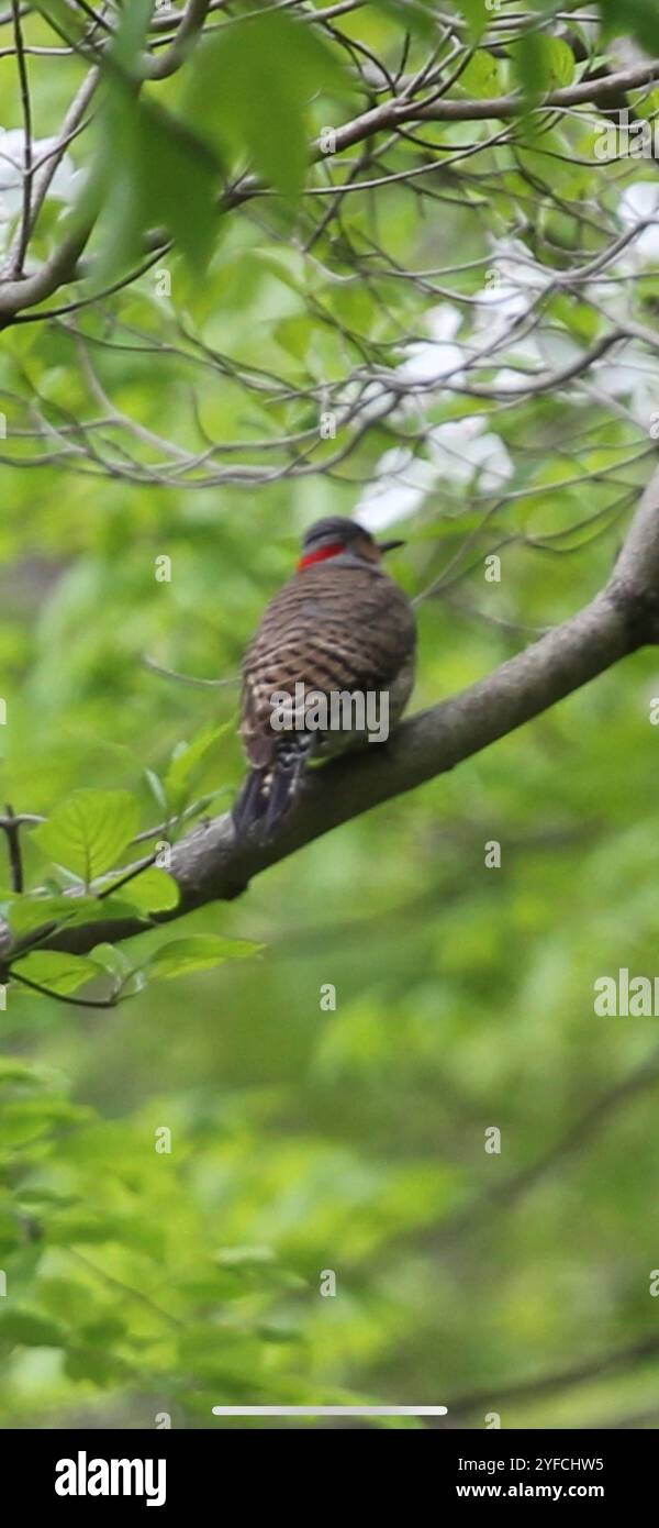 Northern Flicker (Colaptes auratus Stock Photo - Alamy